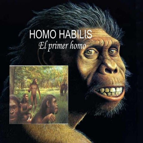 4 Homo Habilis | PPT