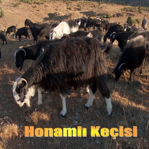 Honamli sunu | PDF