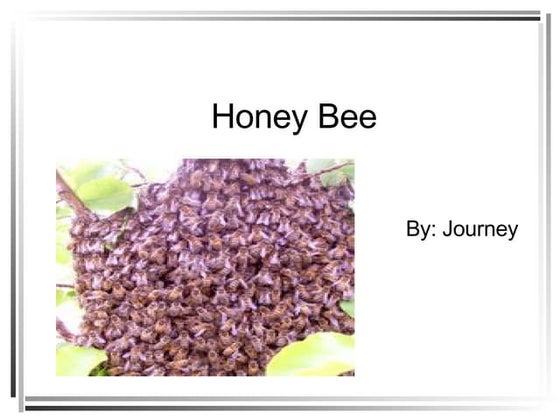 How bees make honey aimee | PDF
