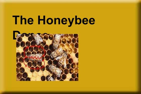 Honey Bee Presentation Final | PPT