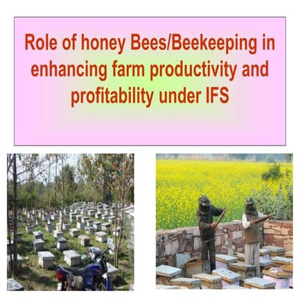 honey bee.ppt