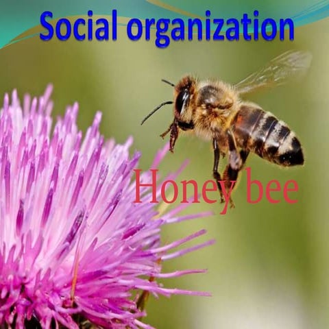 social organisation of honey bee | PPTX | Beekeeping | Hobbies & Interests