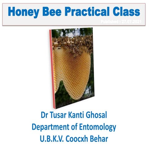 Honey bee practical class.pptx