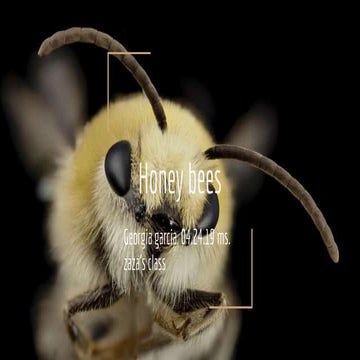 Honey bee project (georgia) | PPT