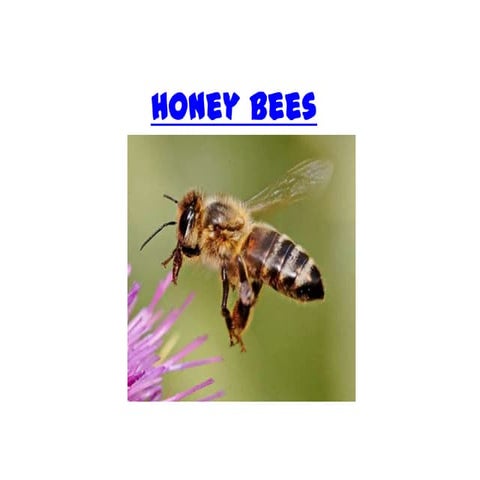 Honey bees | PPTX
