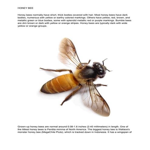 Short Introduction on the origin of stingless bee.pptx