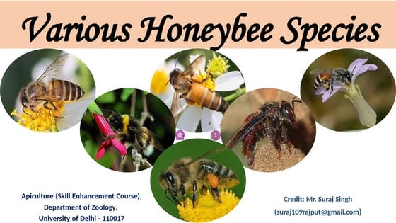 Different Breeds Of Honey Bees The Three Bees – Types Of Honey Bees