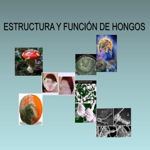 hongos - Estructura.ppt