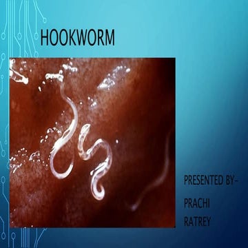 Hookworm introduction defination cause effect cure | PPTX | Infectious ...
