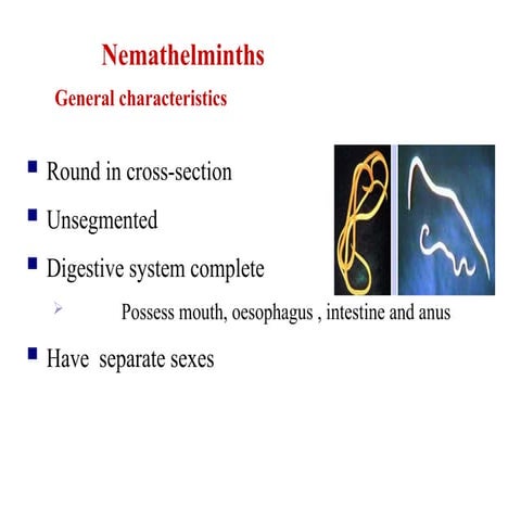 Intestinal Nematodes | PPTX