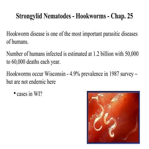 Hookworm infection | PPT