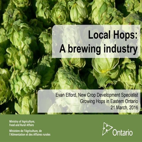 Hops - A Brewing Industry - Elford | PDF