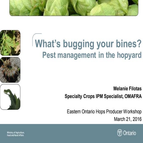 Hops pest management filotas | PPT