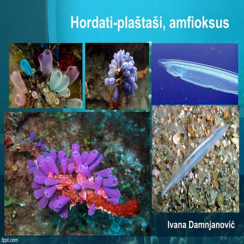 Hordati amfioksus i plaštaši | PPT