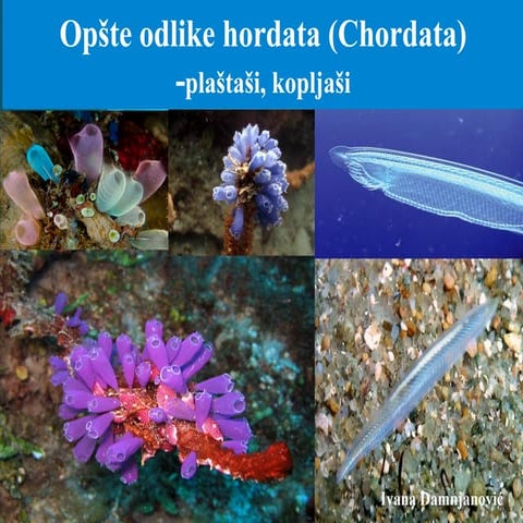 Hordati amfioksus i plaštaši | PPT