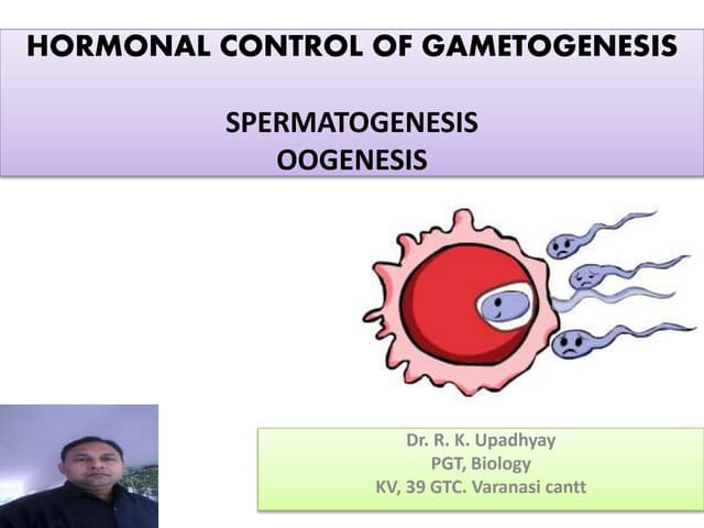 Development of gonads (Gonad differentiation)male gonad and female gonad | PPTX