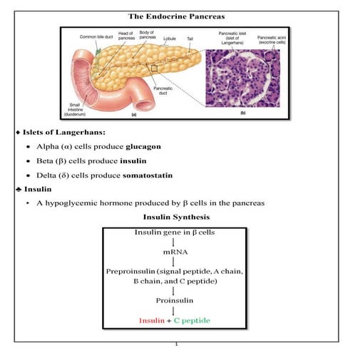 The Endocrine Pancreas | PDF