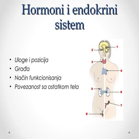 Hormoni i endokrini sistem | POT