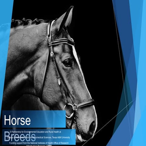 Horse_Breeds, colors and markings powerpoint | PPTX