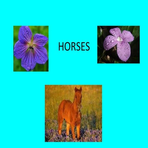 Horses | PPT