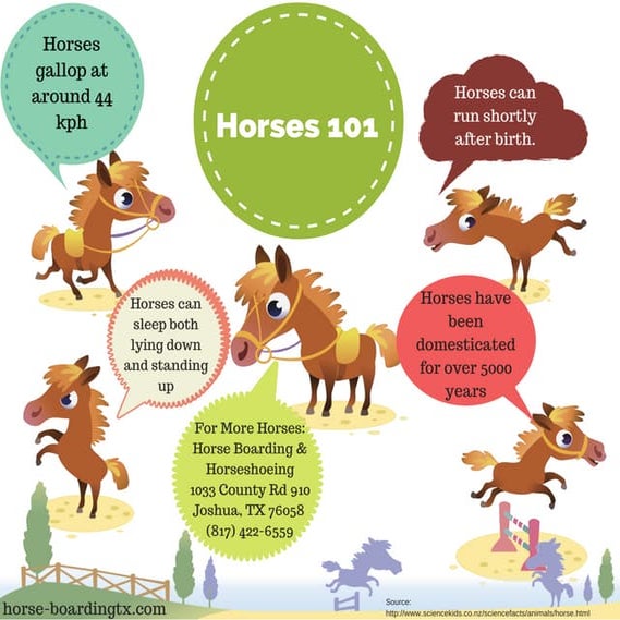 Horses 101 | PDF