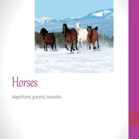 Horses | PPT
