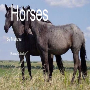 Horses | PPT