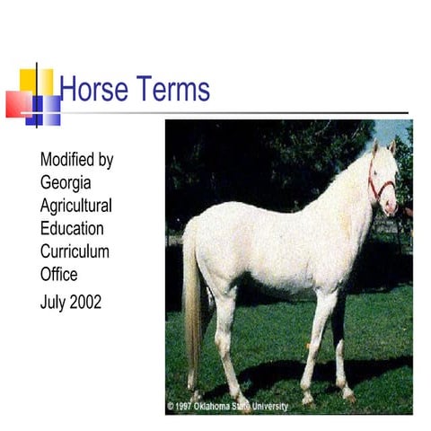 Horse terms | PPT