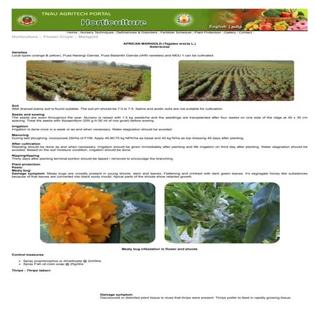 Horticulture : Flower Crops : Marigold.pdf