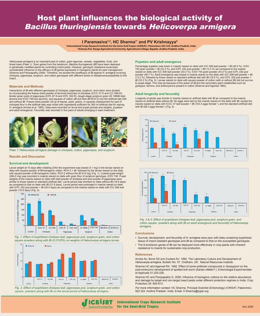 Crops poster pearl millet 1 | PDF