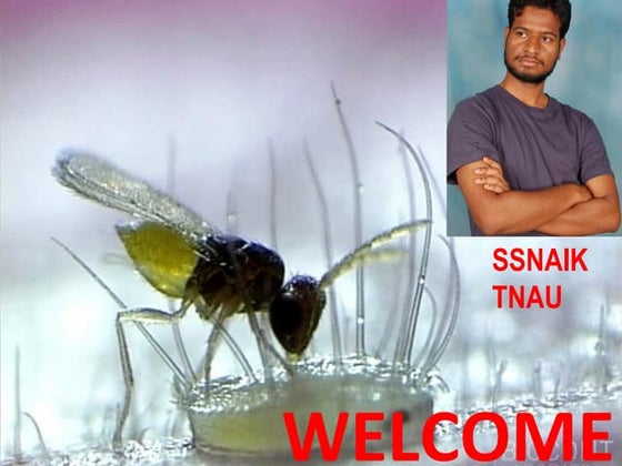 Phytophagous insect and their host finding mechanism | PPTX