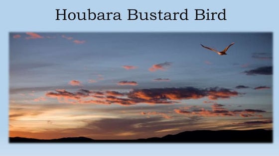 Houbara Bustard Bird | PPT