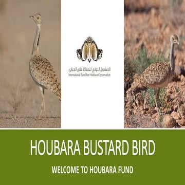 Houbara Bustard Bird | PPTX