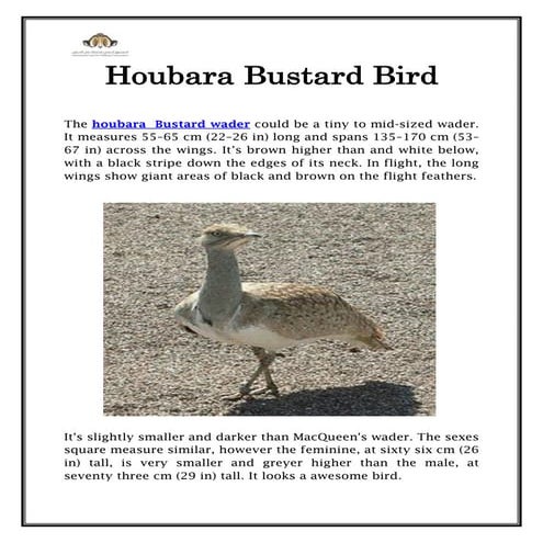 Houbara Bustard Bird | PDF