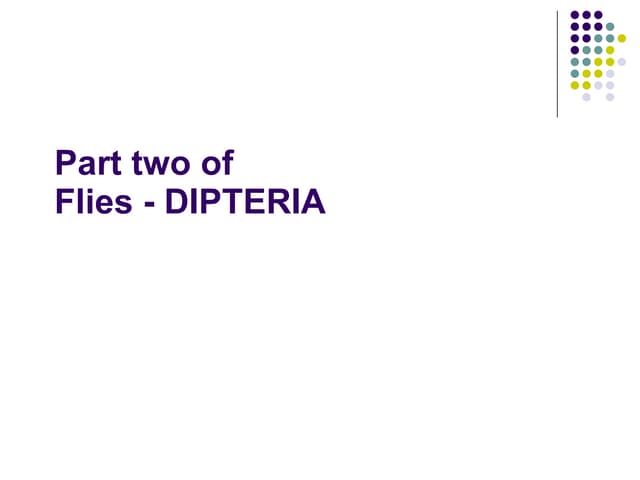 The Dragonfly | PPTX | Birdwatching | Hobbies & Interests