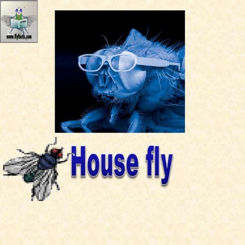 house fly.ppt