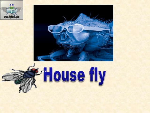 Glossina - tsetse fly | PPTX