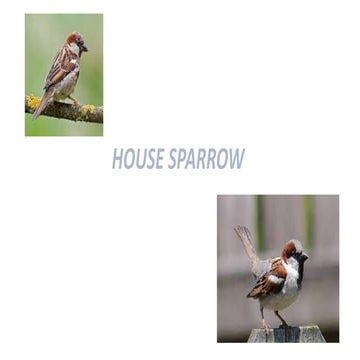 HOUSE SPARROW.pptx