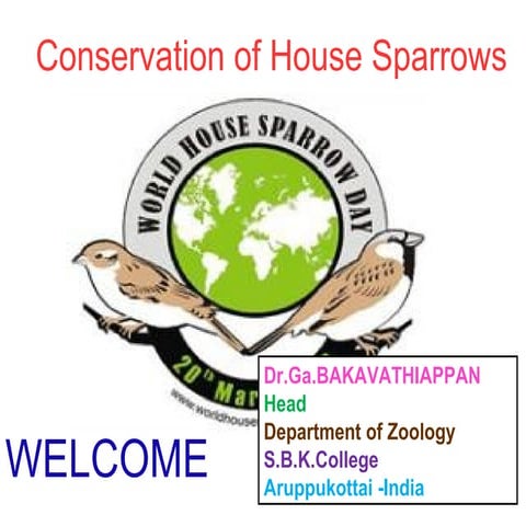 House sparrow conservation | PPT