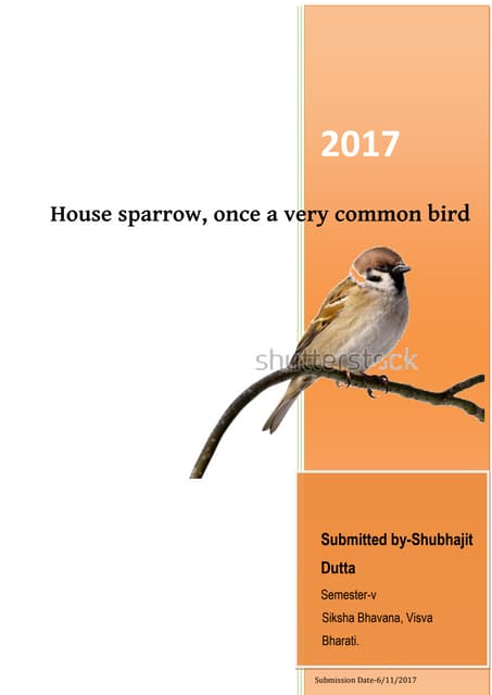Sparrows | PPTX | Birdwatching | Hobbies & Interests