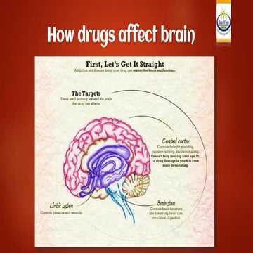 How drugs-affect-brain | PDF