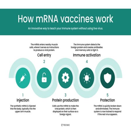 Step-by-Step Guide: How mRNA Vaccines Works | PDF