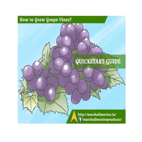 How to Grow Grape Vines? | PDF