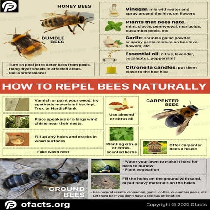 Tips to deter bees naturally | PDF