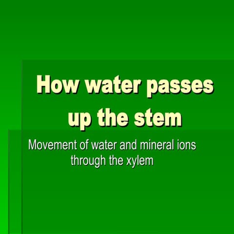 How Water Passes Up The Stem | PPT
