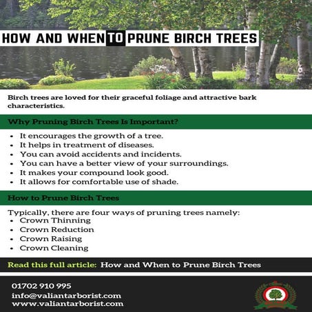 How and When to Prune Birch Trees | PDF