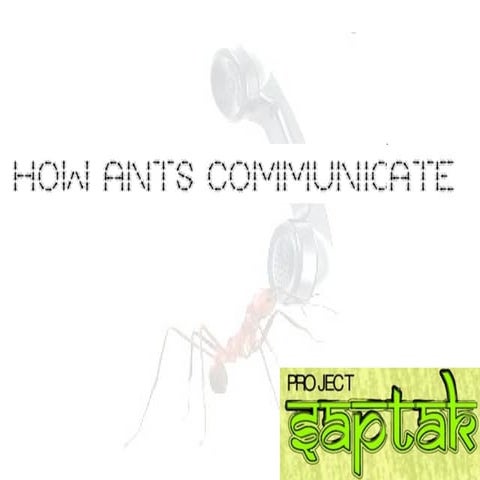 How ants communicate. | PPT