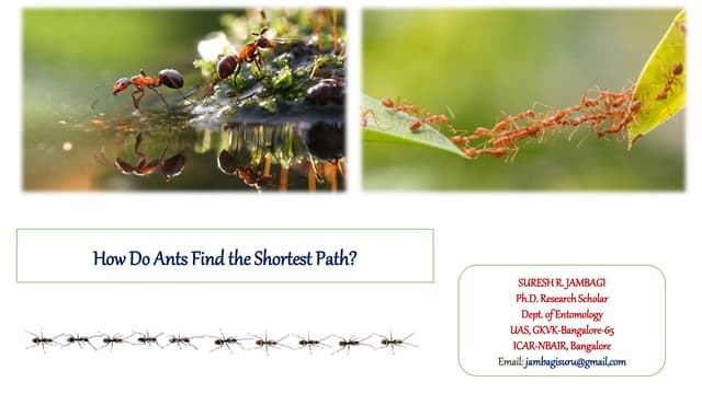 How Ants Find Shortest Path Ppt 2458