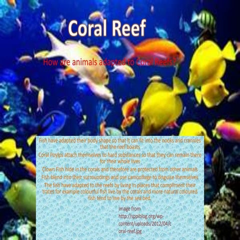 How are animals adapted to coral reefs | PPTX