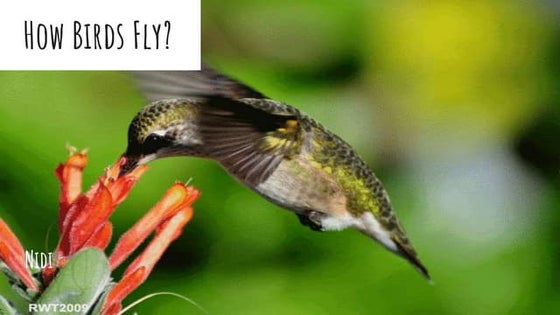 Flight Mechanism in Birds | PPT Flight Mechanism in Birds | PPT